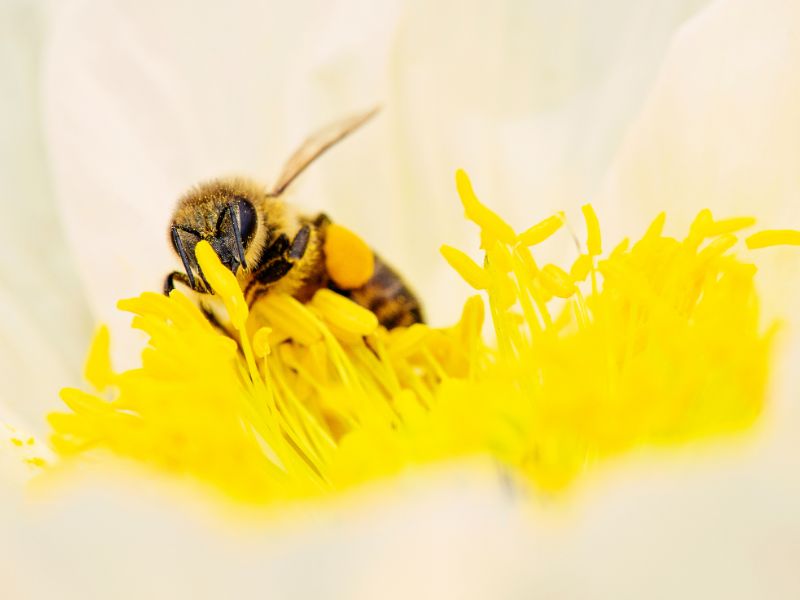 Interesting Bee Facts You Need To Know – Blossom & Hive